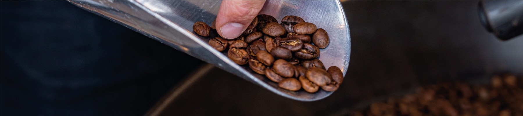 Types de café, explorez une variété de saveurs uniques | Arbuste
